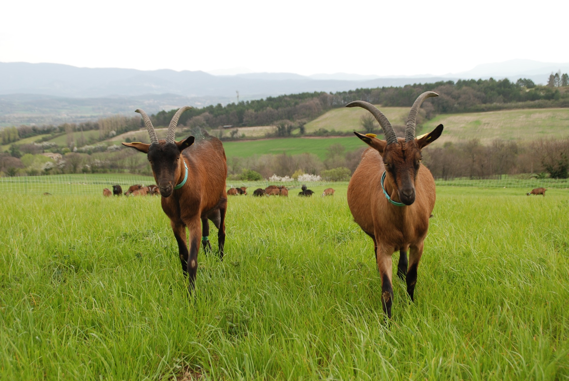 Viande de cabris et saucisses de chèvre | La Ferme des Capri'cieuses